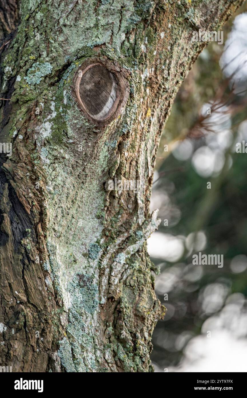 Mouth structures hi-res stock photography and images - Alamy