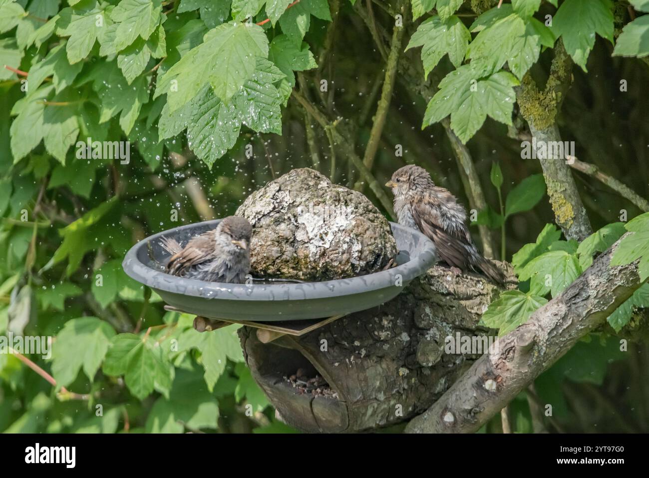Sparrows at a bird bath Stock Photo - Alamy