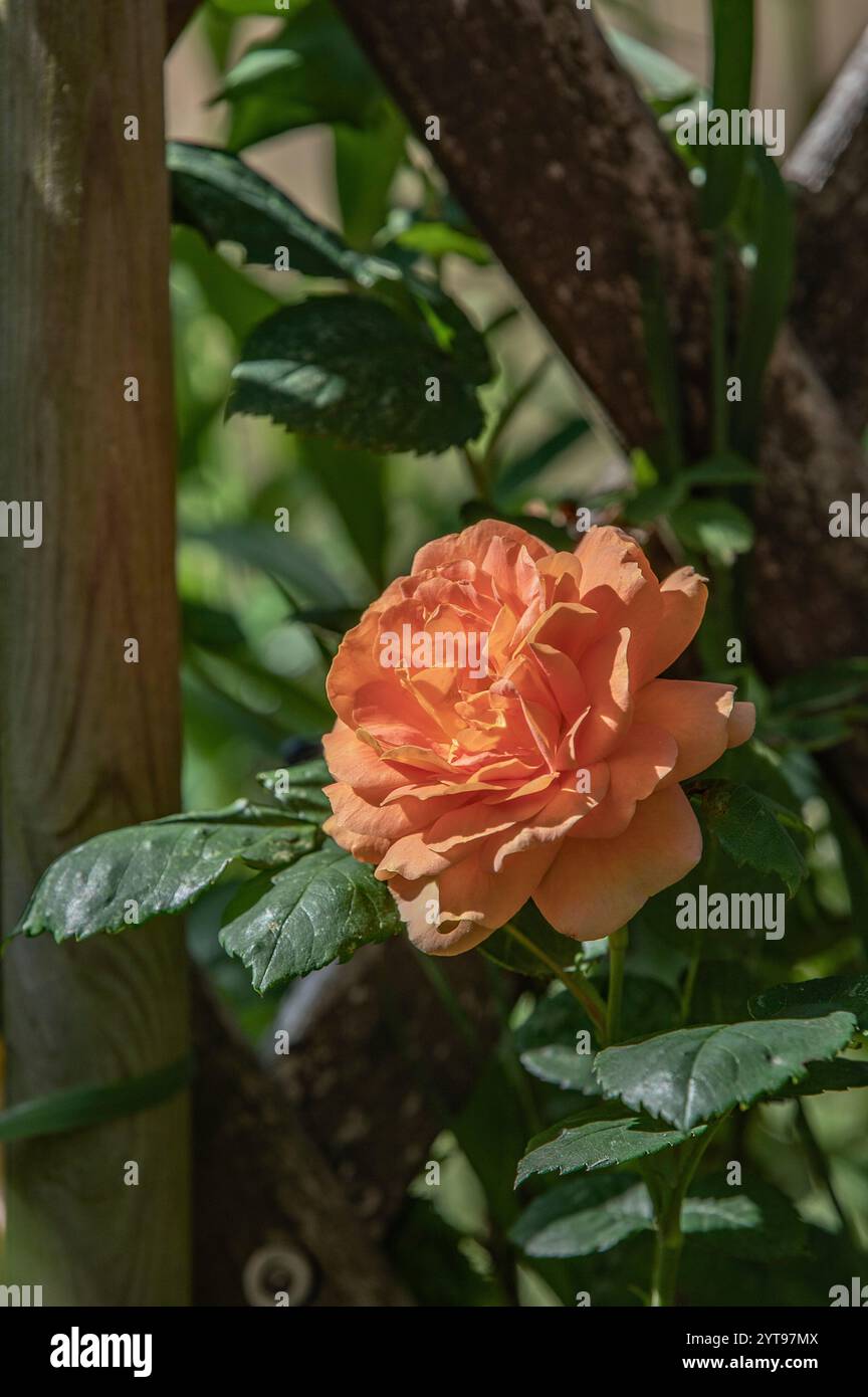 Rose bengal hi-res stock photography and images - Alamy