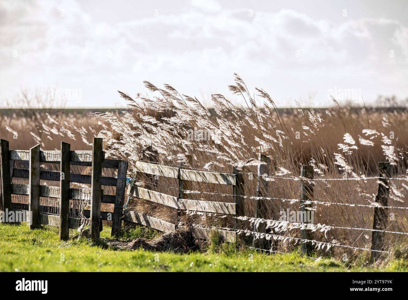 Tips of ears hi-res stock photography and images - Alamy