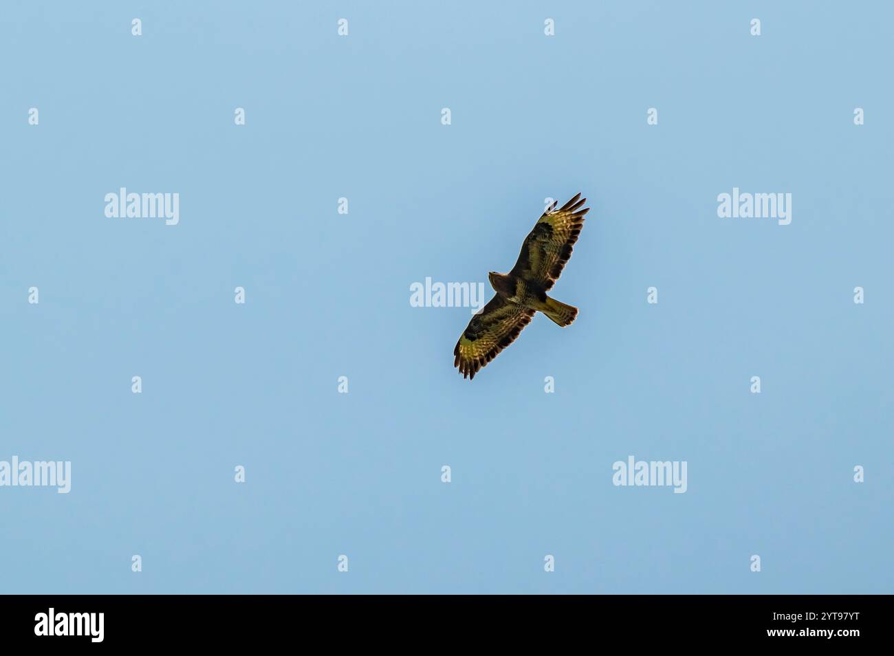 Common buzzard in flight Stock Photo - Alamy