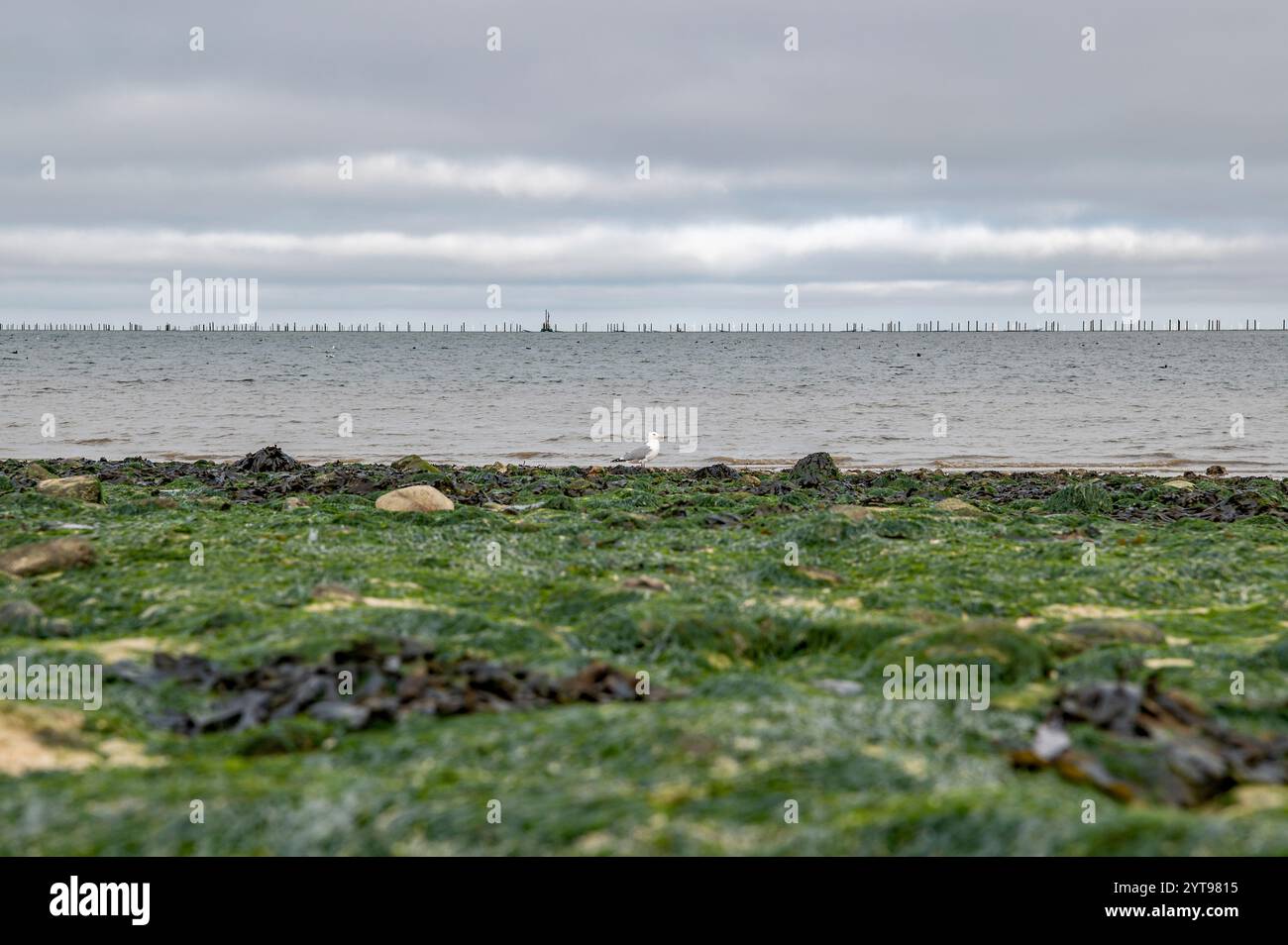 Algae and seaweed on the North Sea coast Stock Photo - Alamy