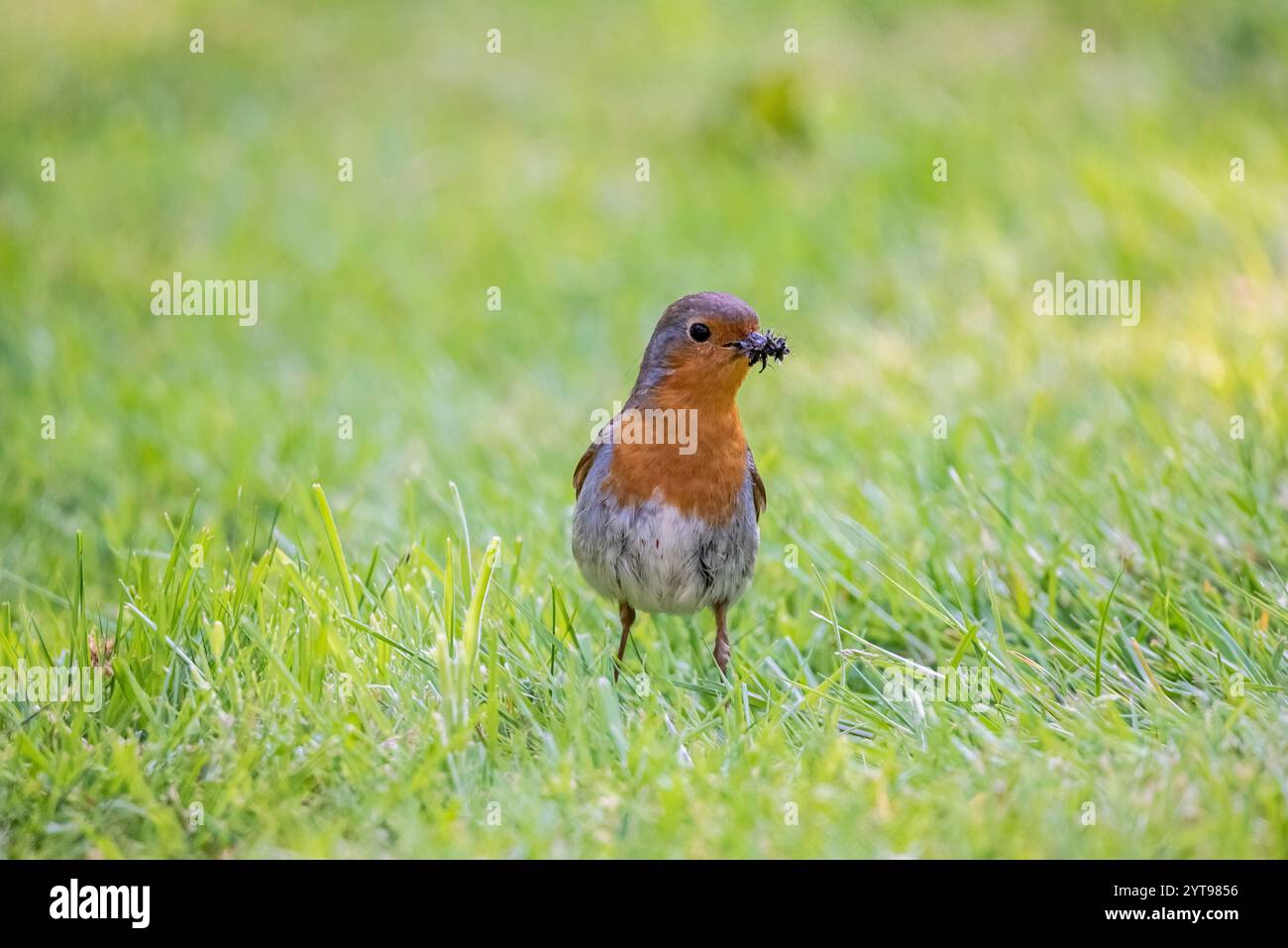 Robin with insects Stock Photo - Alamy