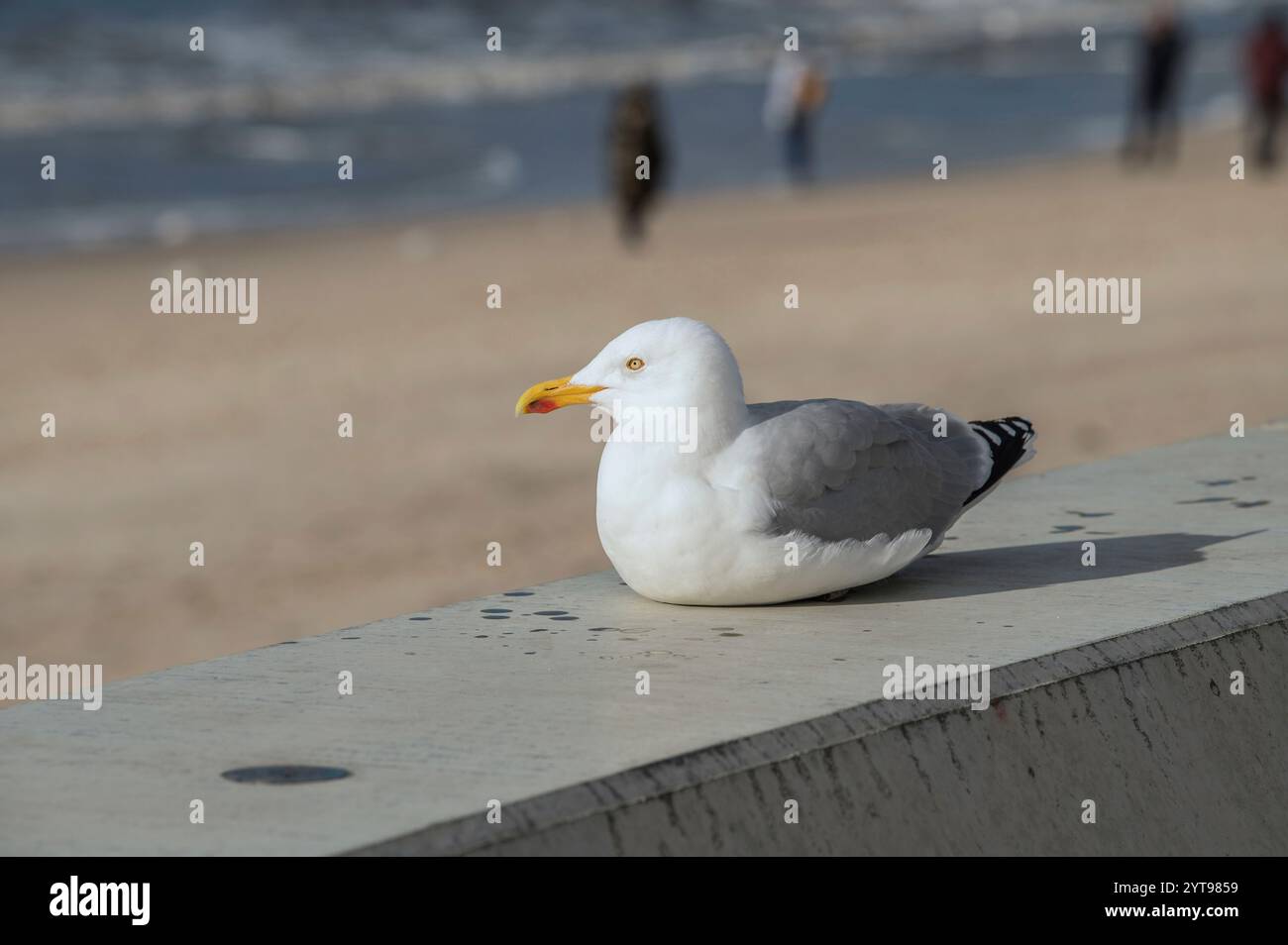 Screeching herring gull on a parapet Stock Photo - Alamy