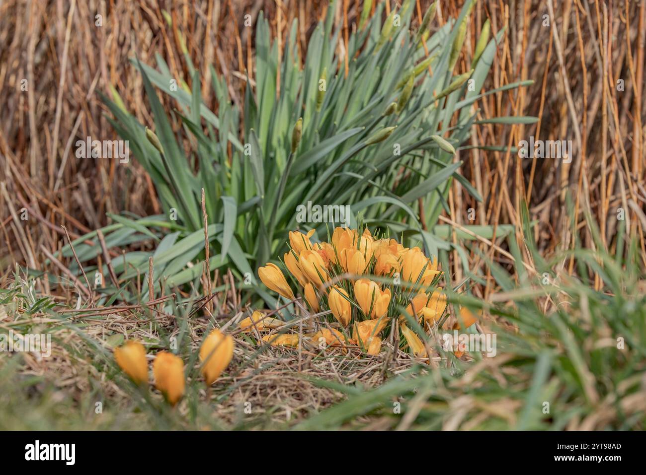 Crocuses in the field hi-res stock photography and images - Alamy