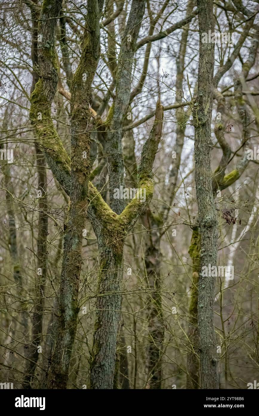 Dead tree overgrown with moss and lichen Stock Photo - Alamy