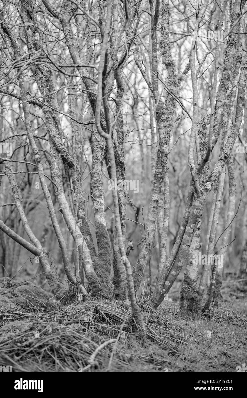 Primeval alluvial forest Stock Photo - Alamy