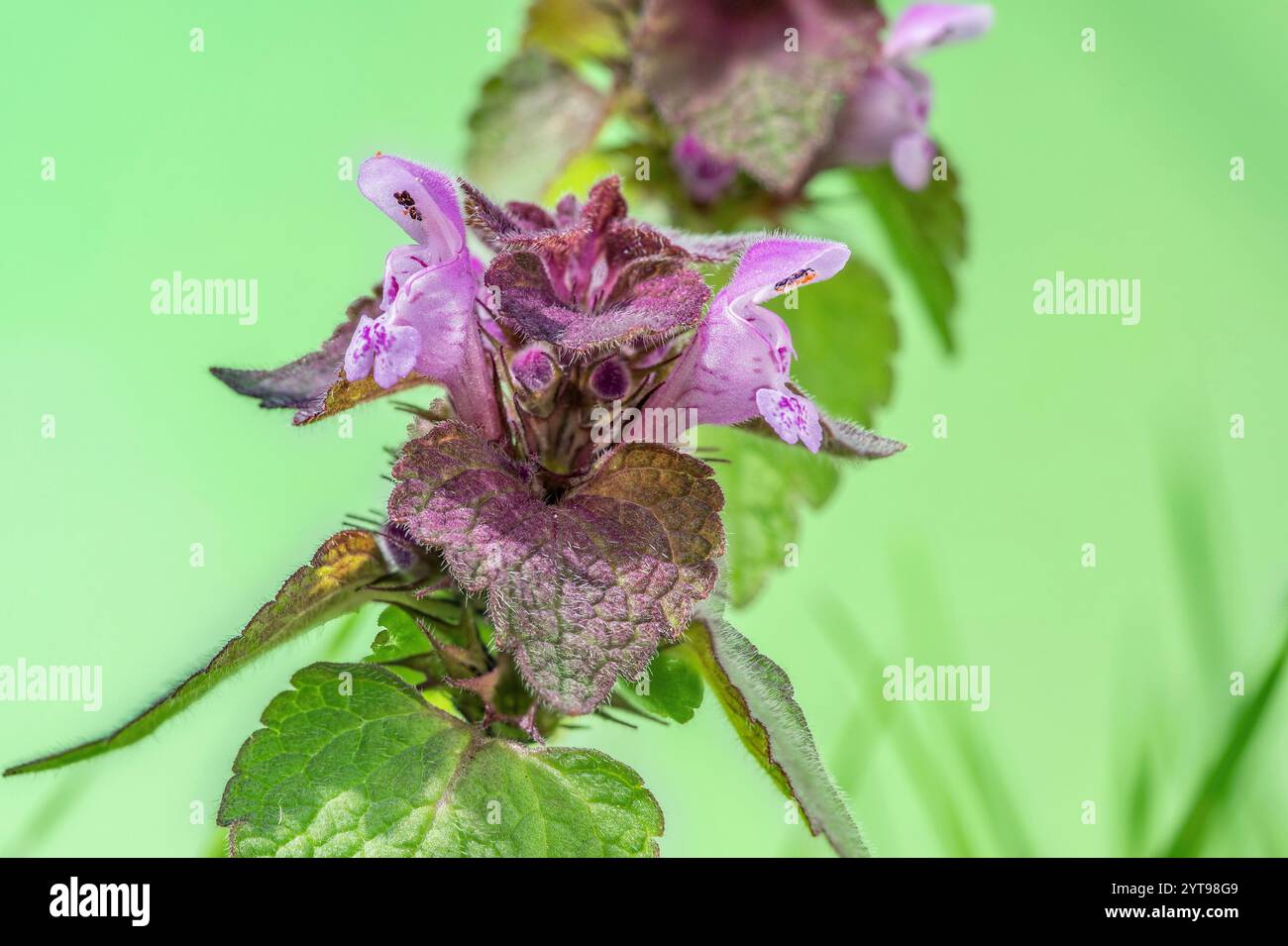 Purple deadnettles hi-res stock photography and images - Alamy