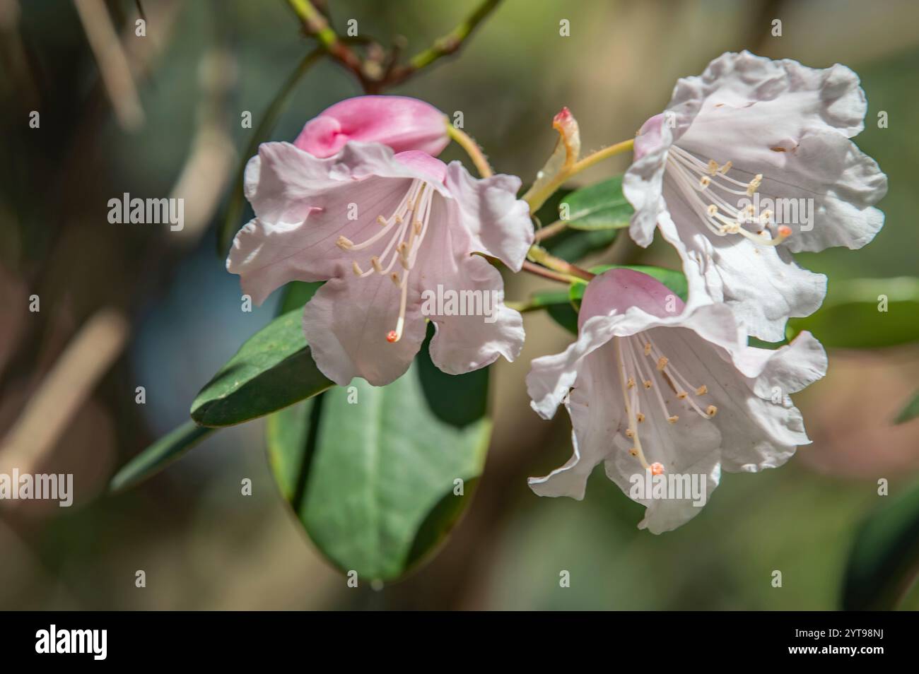 Rhododendron flowering in spring hi-res stock photography and images ...