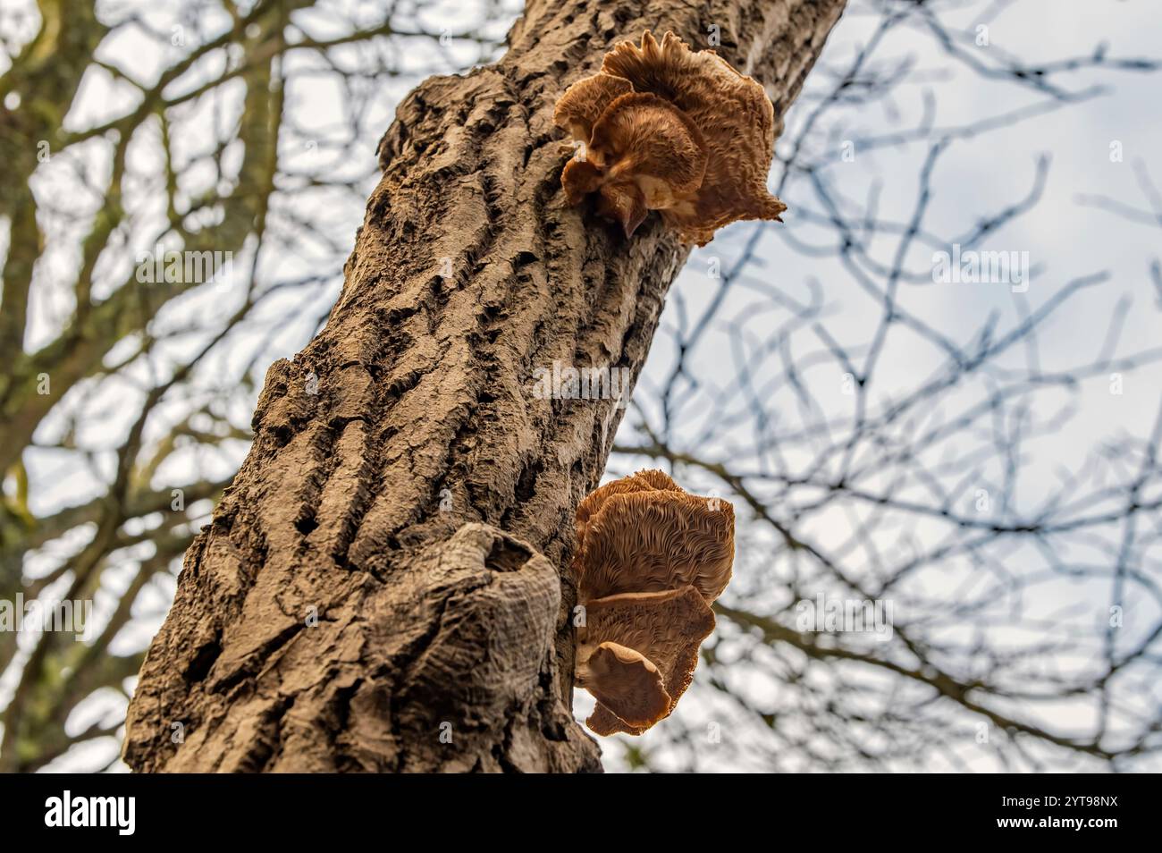 Tree sponges on the trunk of a dead tree Stock Photo - Alamy