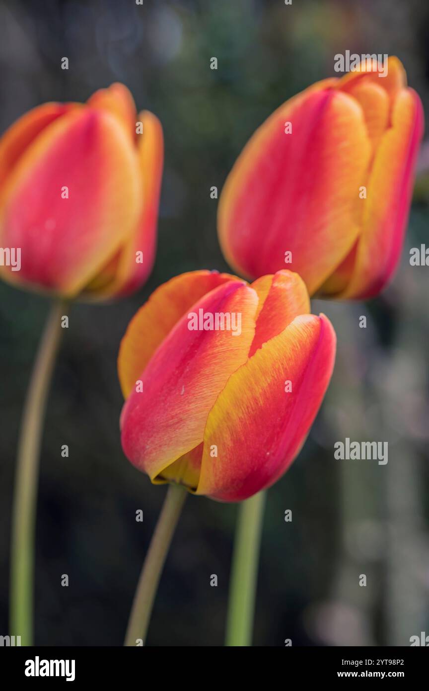 Spring ovoid hi-res stock photography and images - Alamy