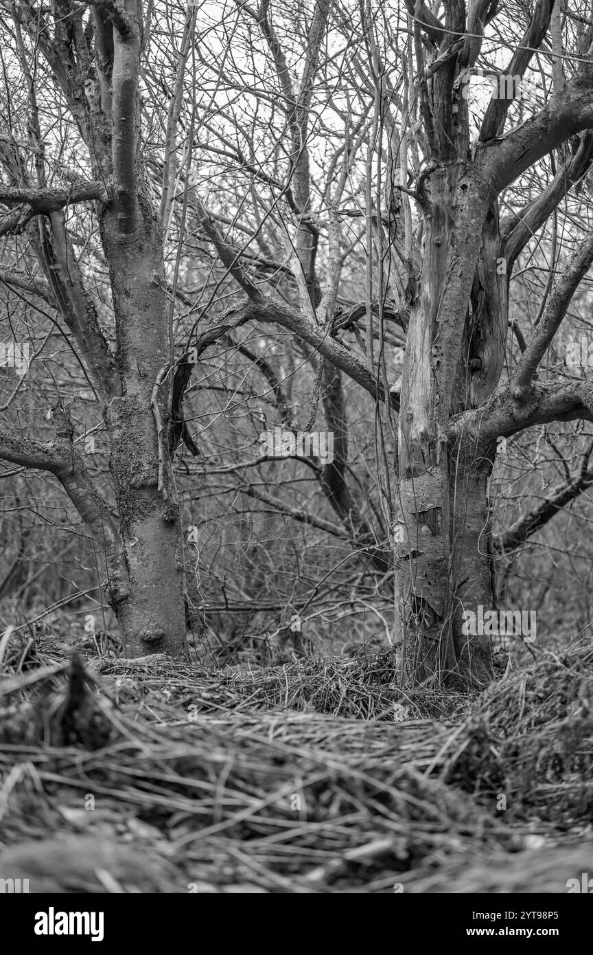 Poplar tree forest Black and White Stock Photos & Images - Alamy