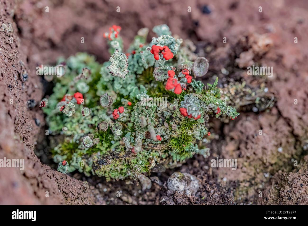 Moss mushrooms fungi lichens hi-res stock photography and images - Alamy