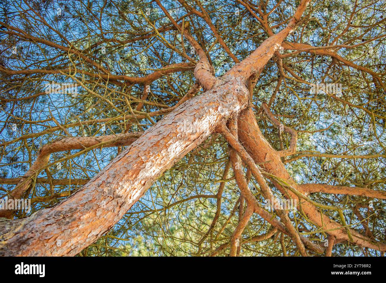 Red coloration of the bark of a Scots pine Stock Photo - Alamy