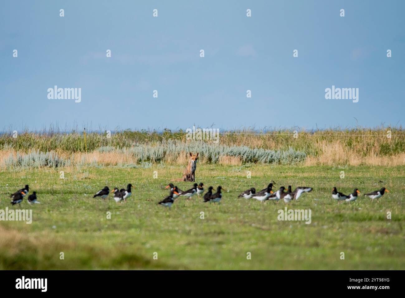 Red fox in lurking position Stock Photo - Alamy