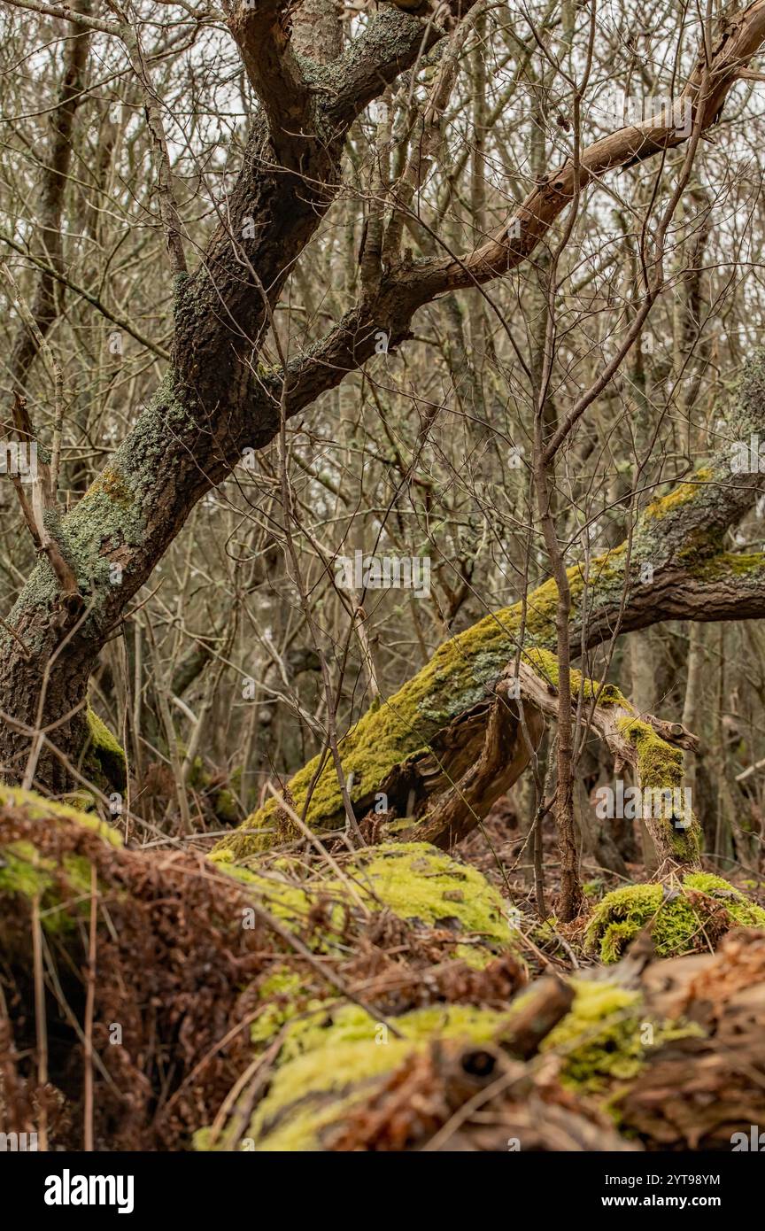 Primeval ghost forest Stock Photo - Alamy