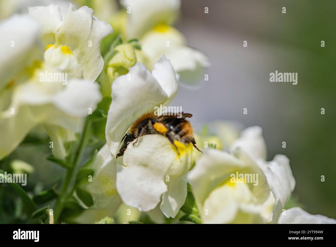 Dark earth bumblebee on the garden snapdragon Stock Photo - Alamy