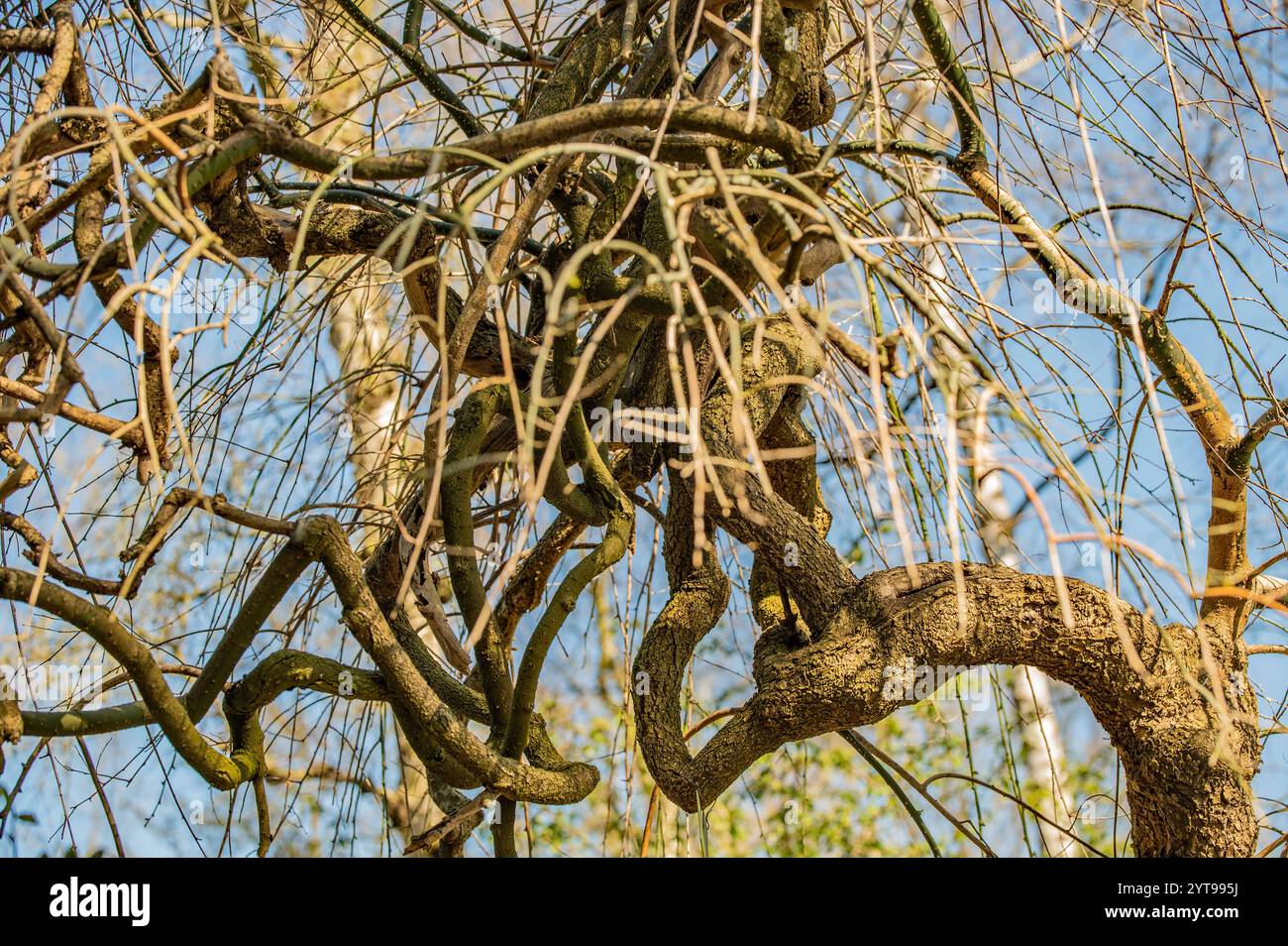 Hanging form of the Japanese string tree Stock Photo - Alamy