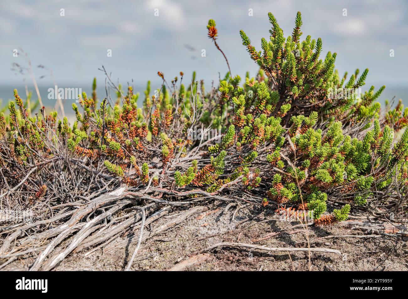 Root creeper Black crowberry in the heath landscape Stock Photo - Alamy