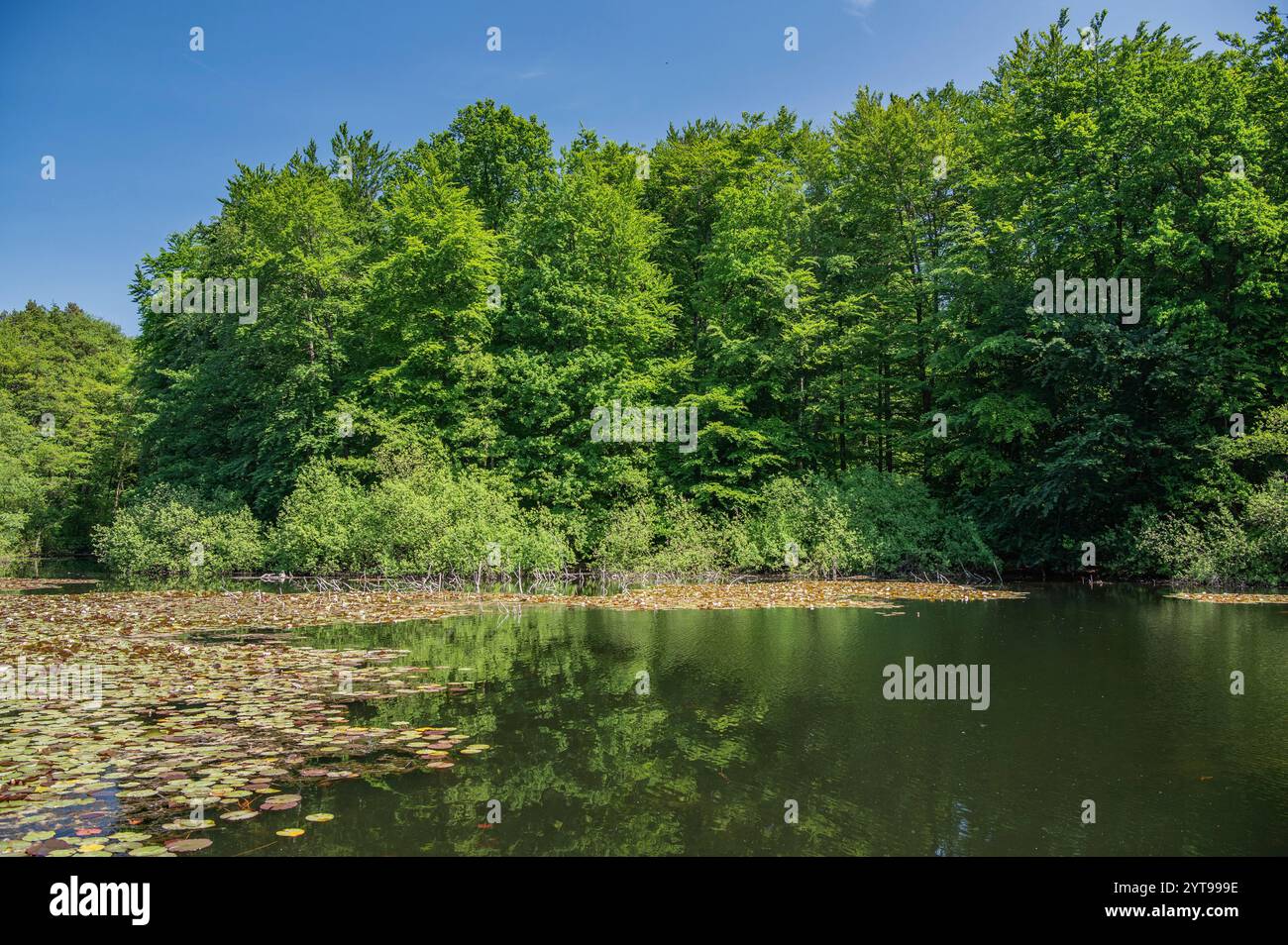 Water lily field at the Villenhofer Maar Stock Photo - Alamy