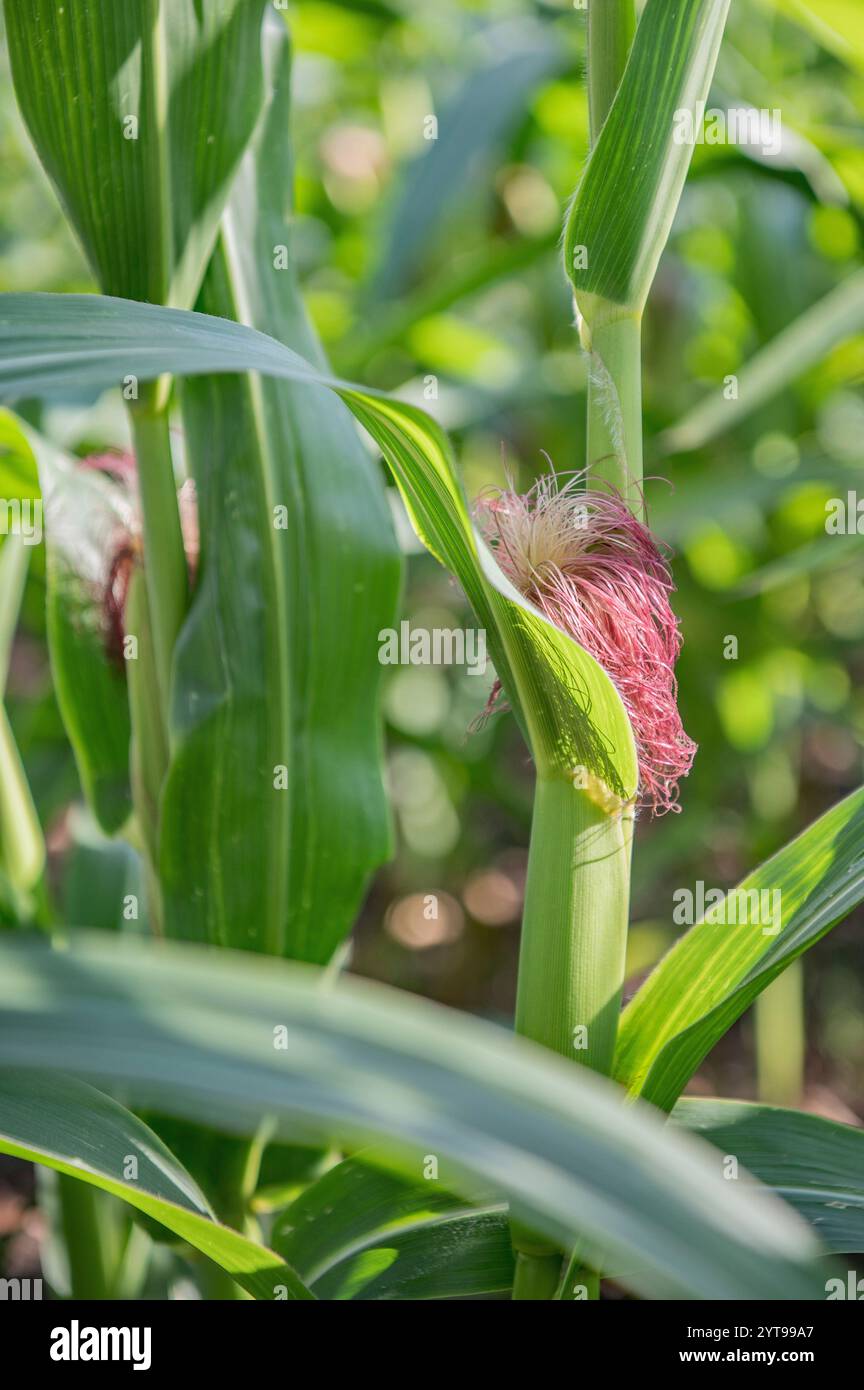Corn flowering between July and September Stock Photo - Alamy