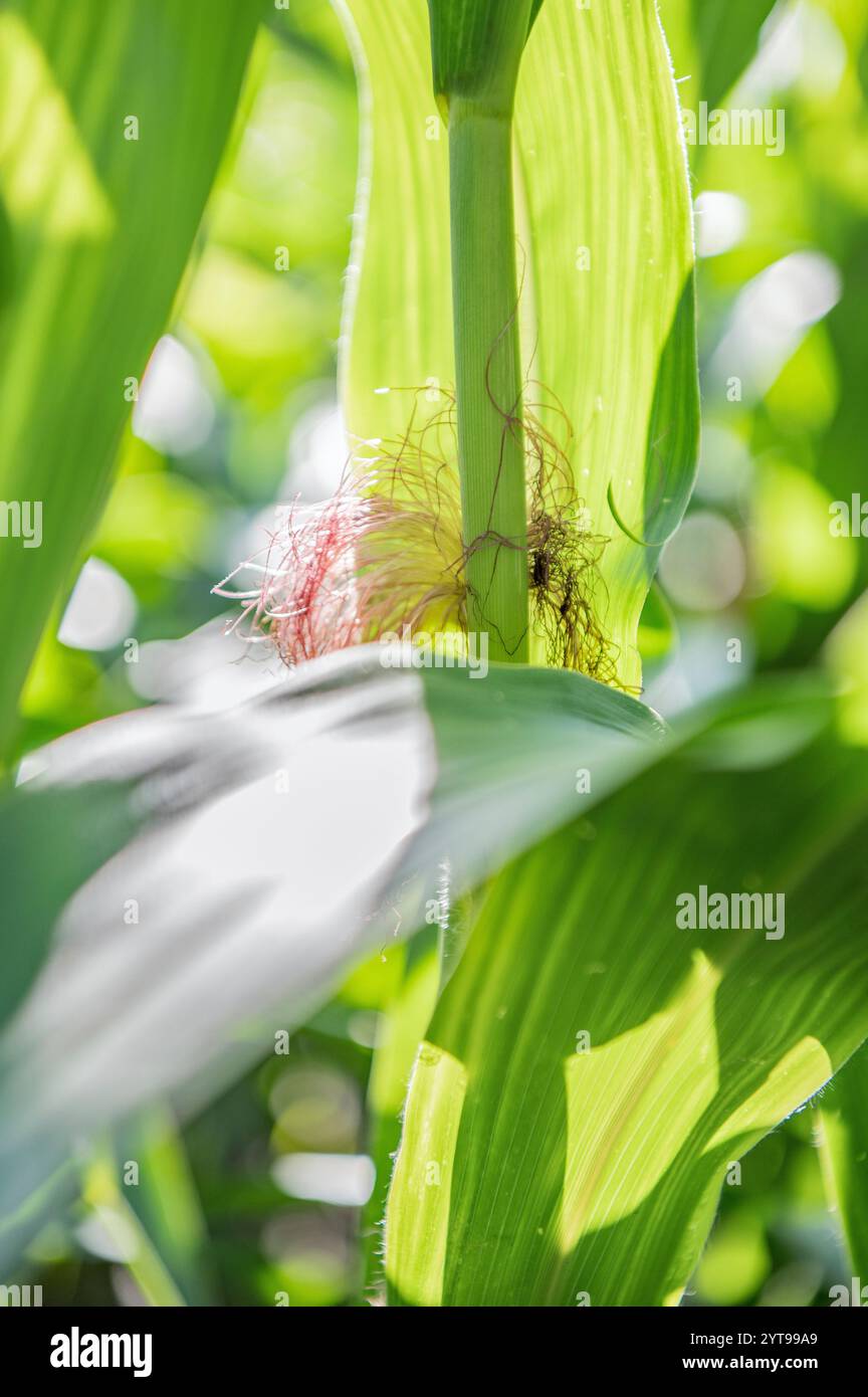 Corn flowering between July and September Stock Photo - Alamy