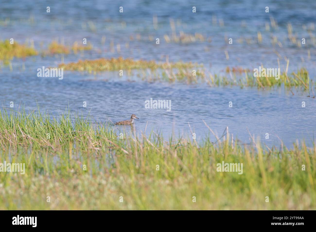 Common sandpiper chicks hi-res stock photography and images - Alamy