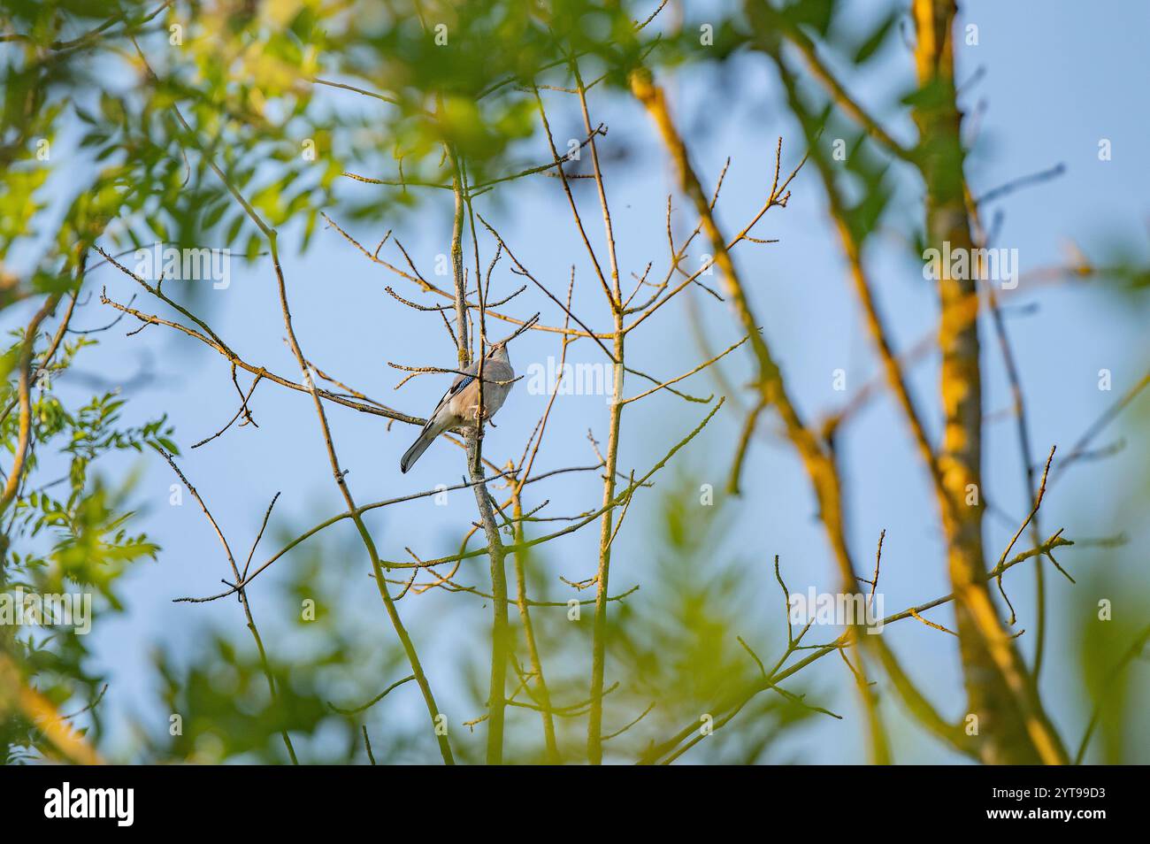 Jay in the branches Stock Photo - Alamy