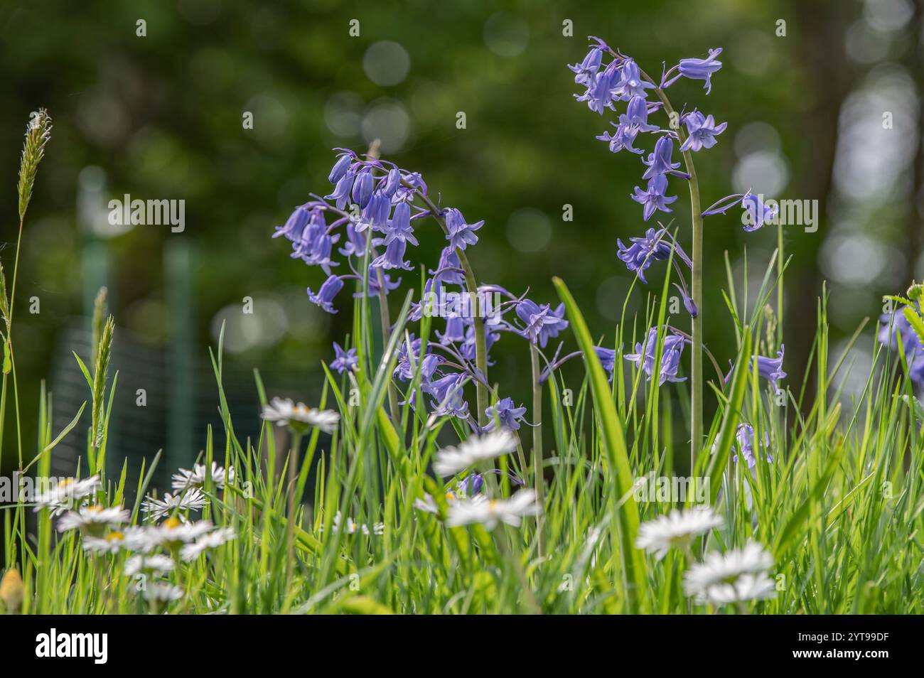 Garden hyacinth in spring Stock Photo - Alamy