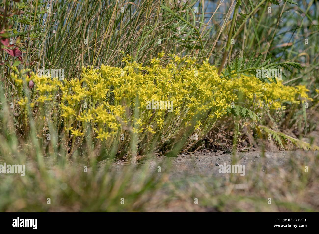 Pungent hi-res stock photography and images - Alamy