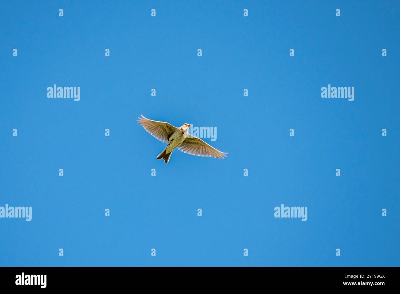 Skylark bird in flight hi-res stock photography and images - Alamy