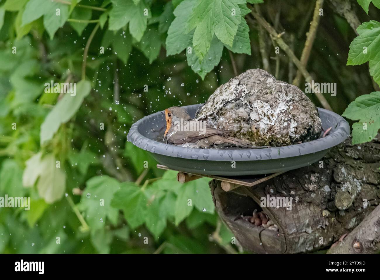 Robin bathing in the bird bath Stock Photo - Alamy