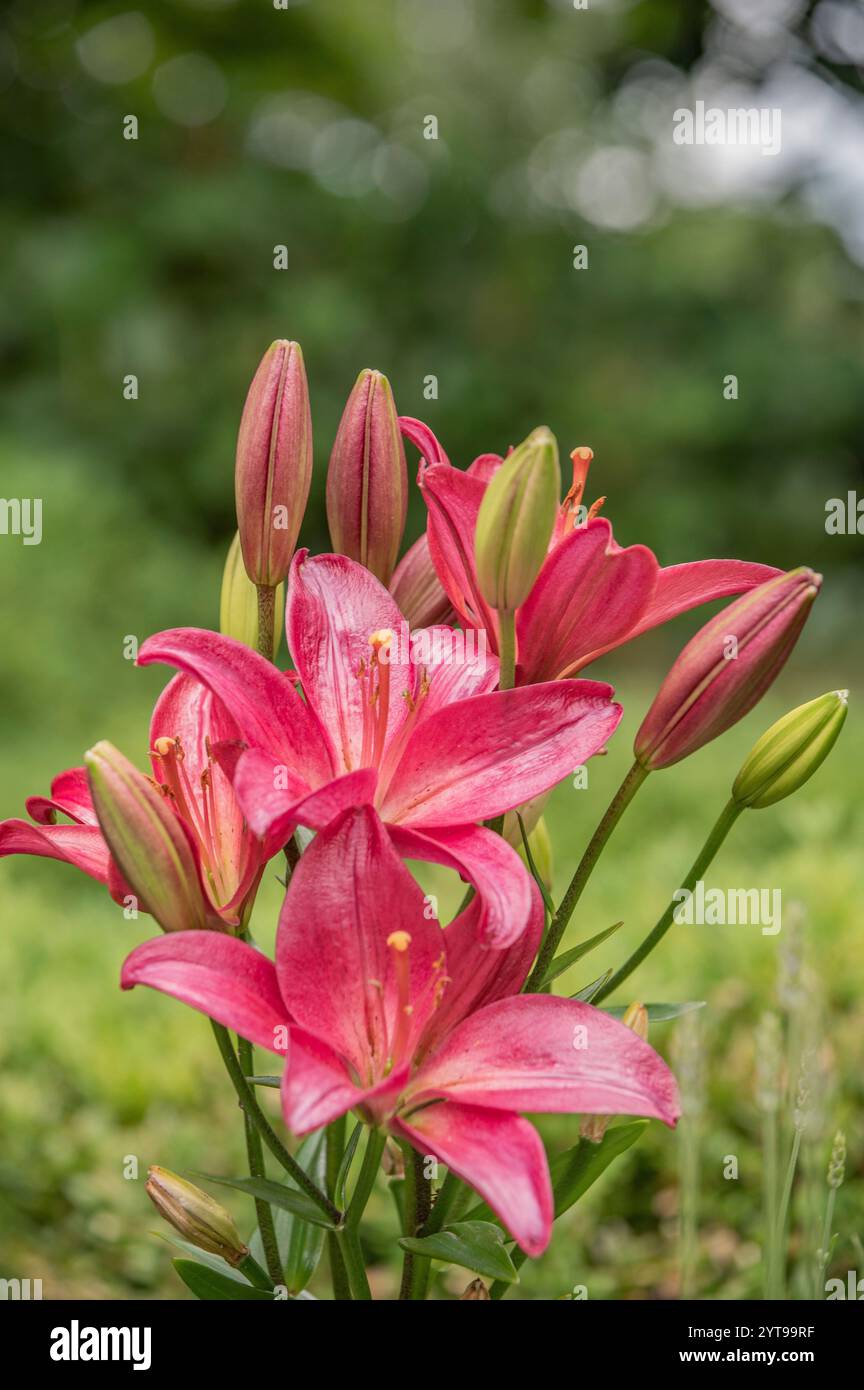 Fire lily in bloom Stock Photo - Alamy