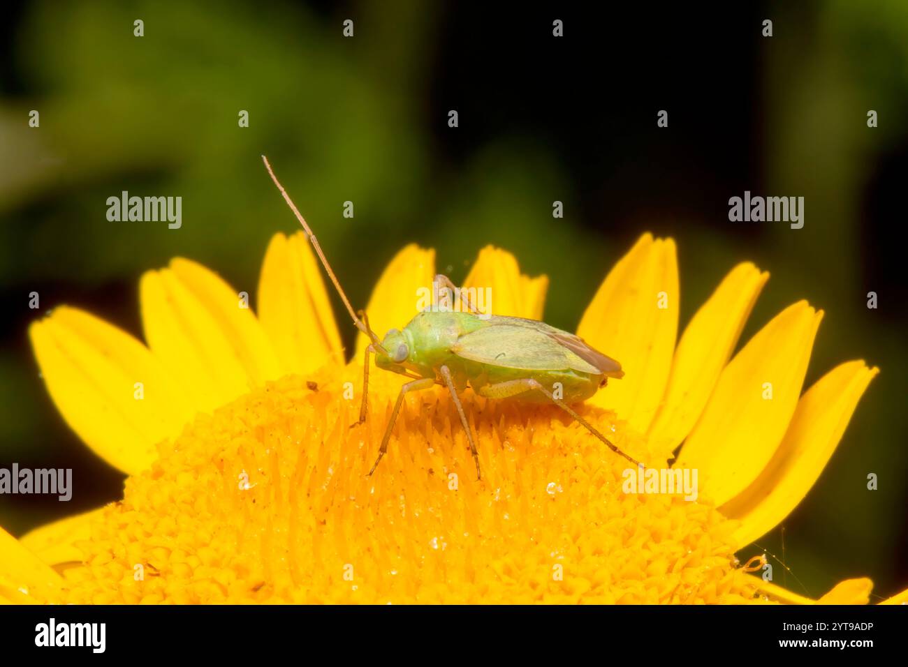 Yellow knapweed hi-res stock photography and images - Alamy