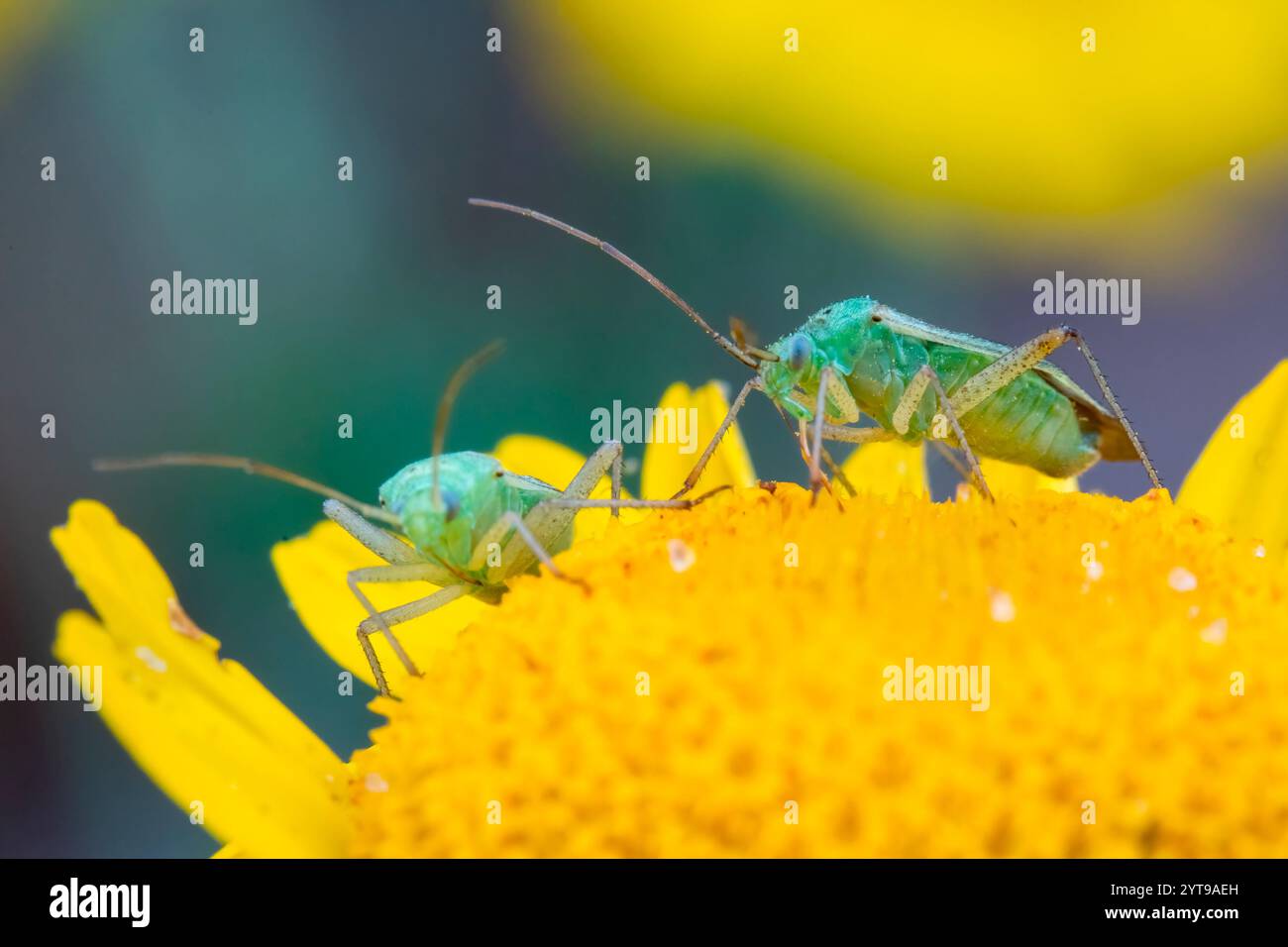 Yellow knapweed hi-res stock photography and images - Alamy