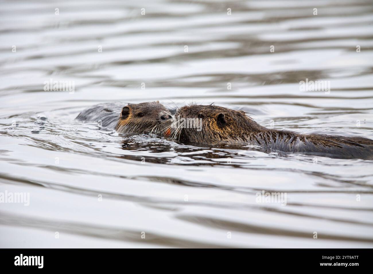 Two nutria (Myocaster coypus) in a pond in the Mönchbruch nature ...