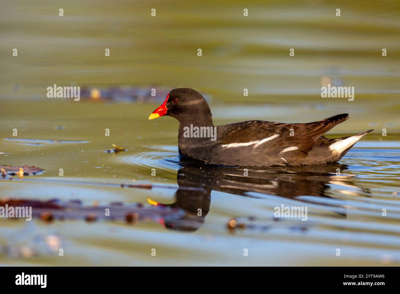 Pond rail (Gallinula chloropus) swimming in the morning light on a lake ...