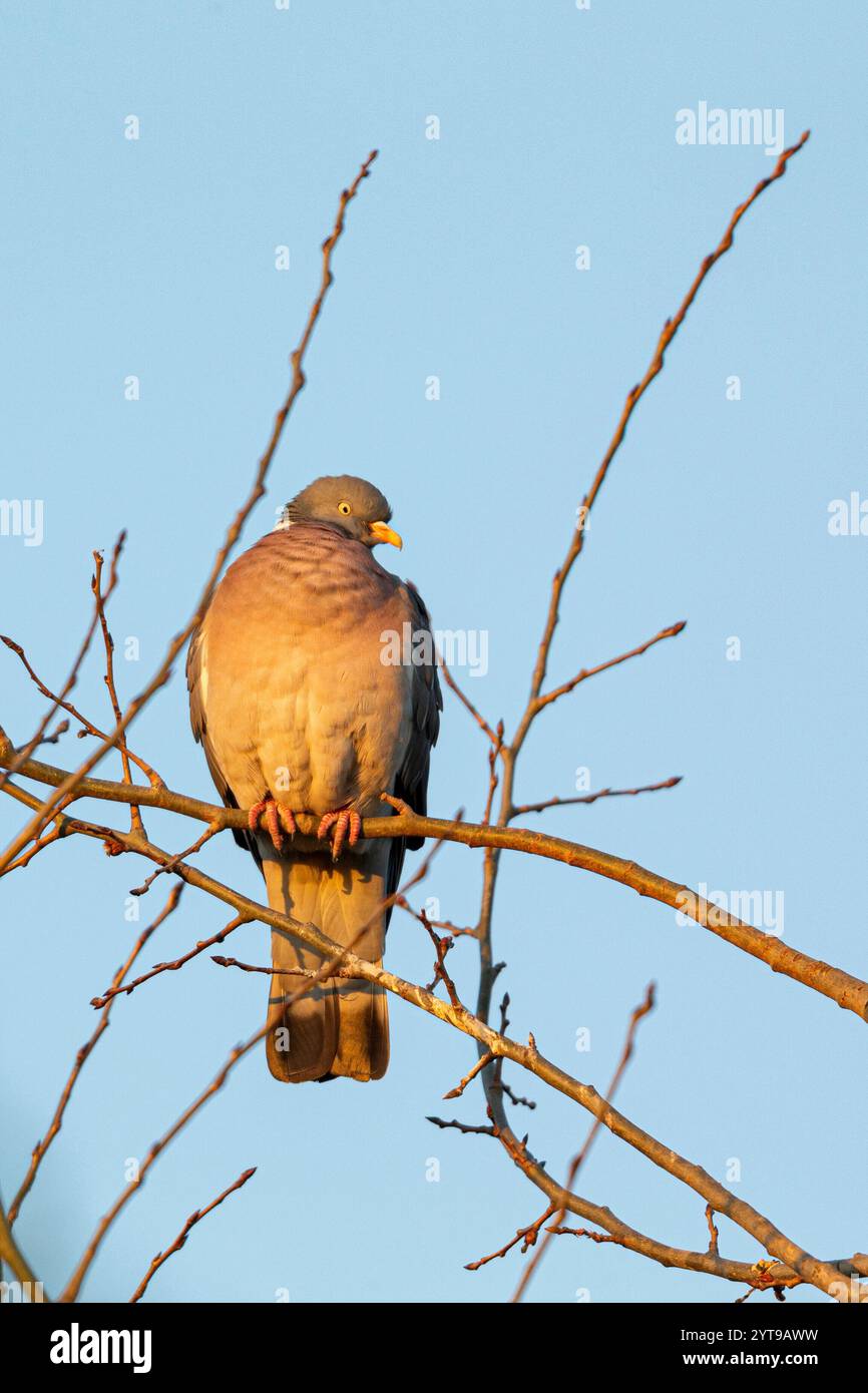 Woodpigeon columba palumbus on a tree hi-res stock photography and ...
