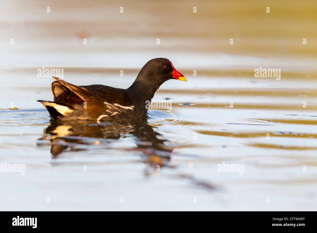 Pond rail (Gallinula chloropus) swimming on a lake in the morning light ...