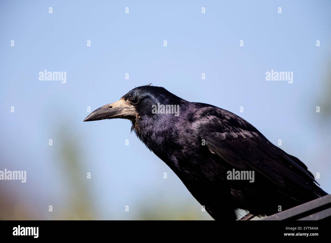 Portrait of a rook (Corvus frugilegus) in spring Stock Photo - Alamy
