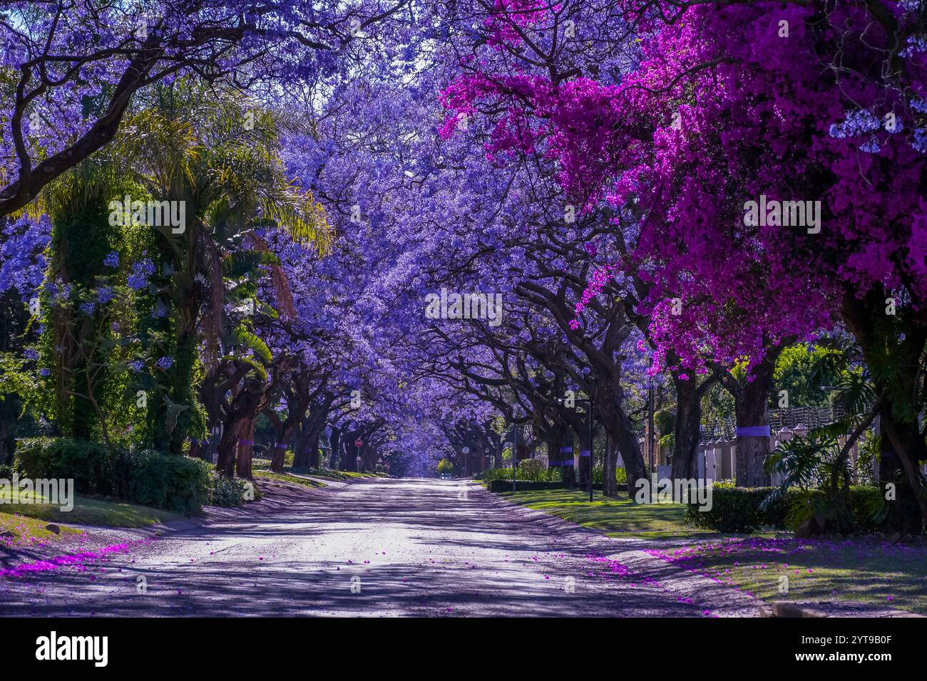Jacaranda trees in full bloom lined in a pretoria street Stock Photo - Alamy