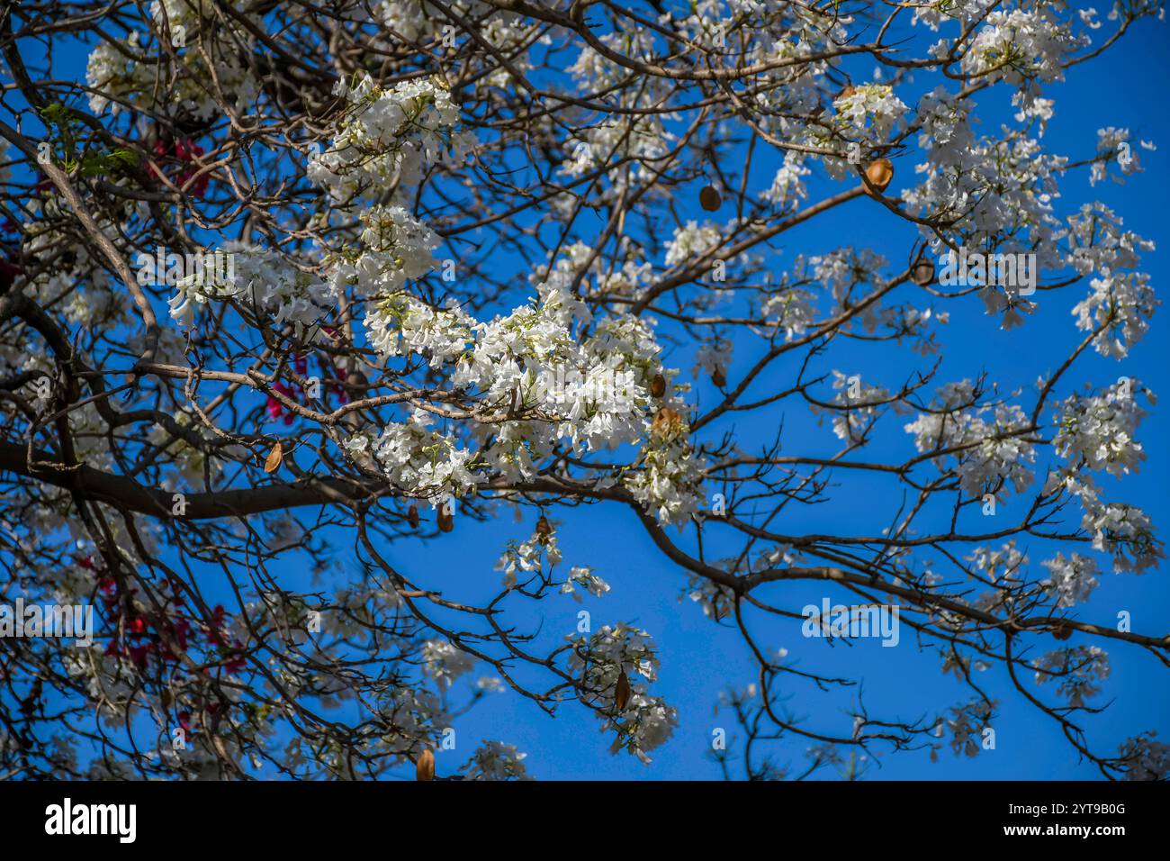 White Jacaranda tree in pretoria south africa Stock Photo - Alamy