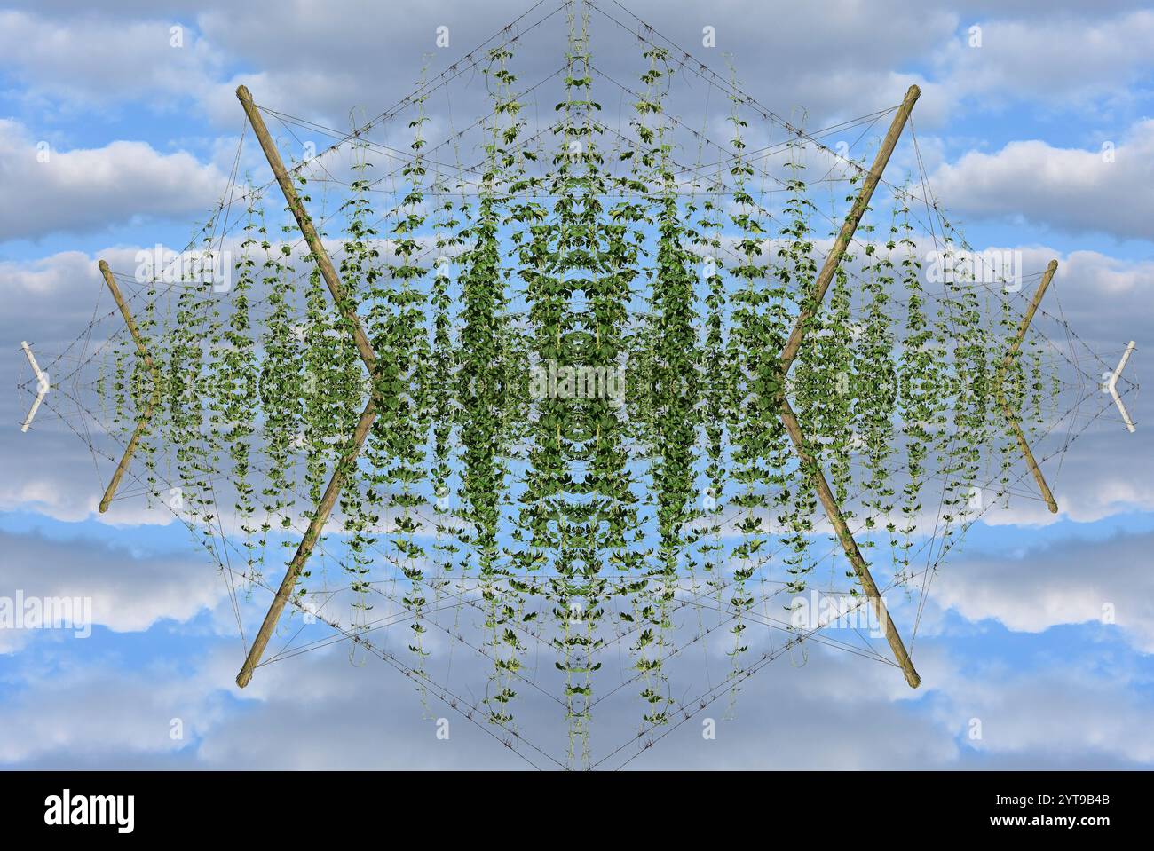 Hop pole hi-res stock photography and images - Alamy