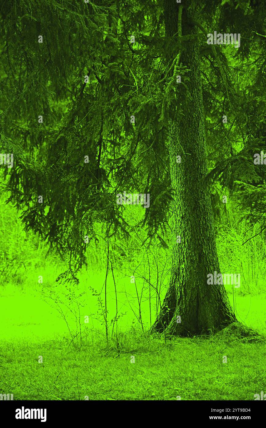 Old fir tree in the clearing Stock Photo - Alamy