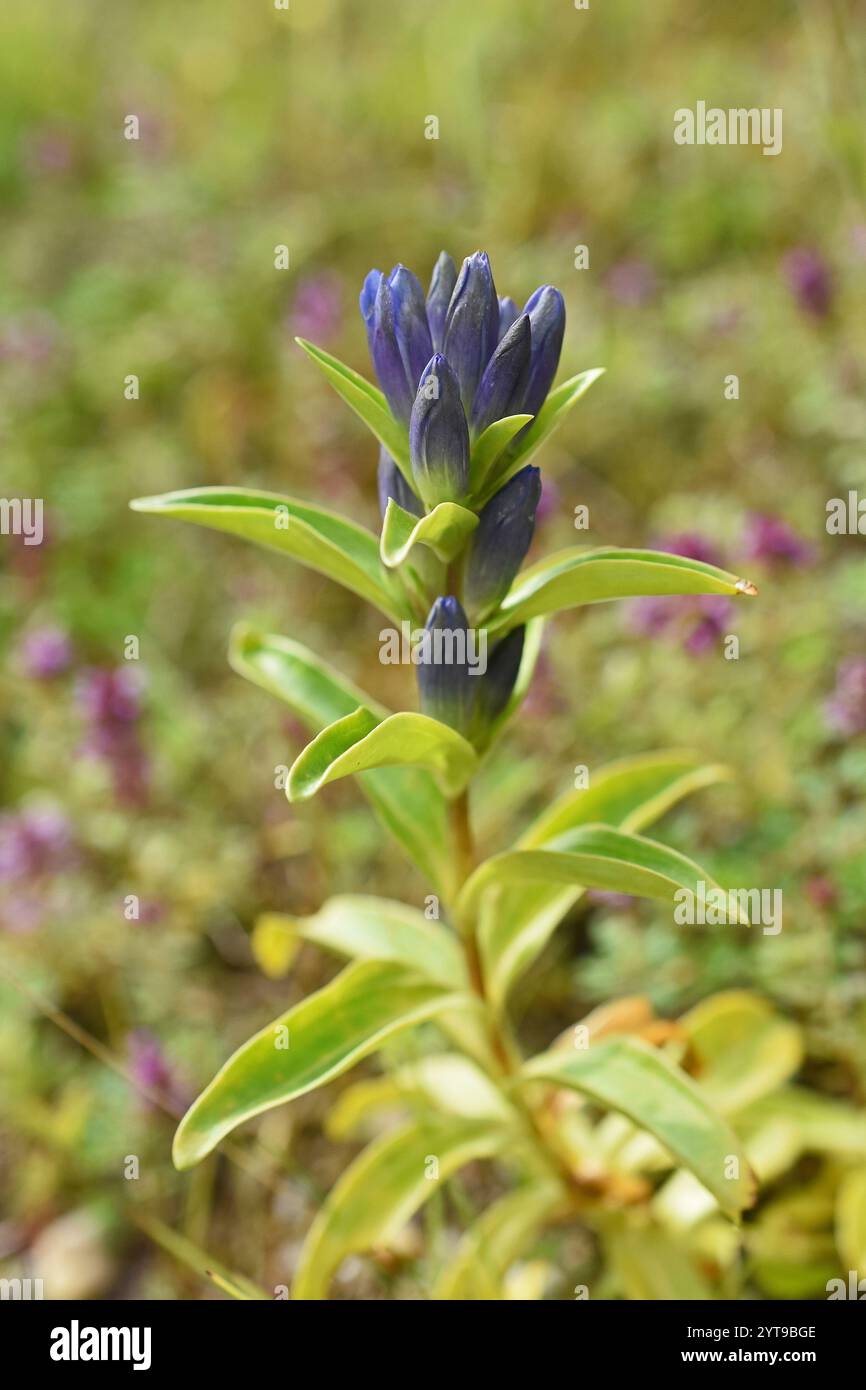 Bud of the cross-leaved gentian Gentiana cruciata Stock Photo - Alamy