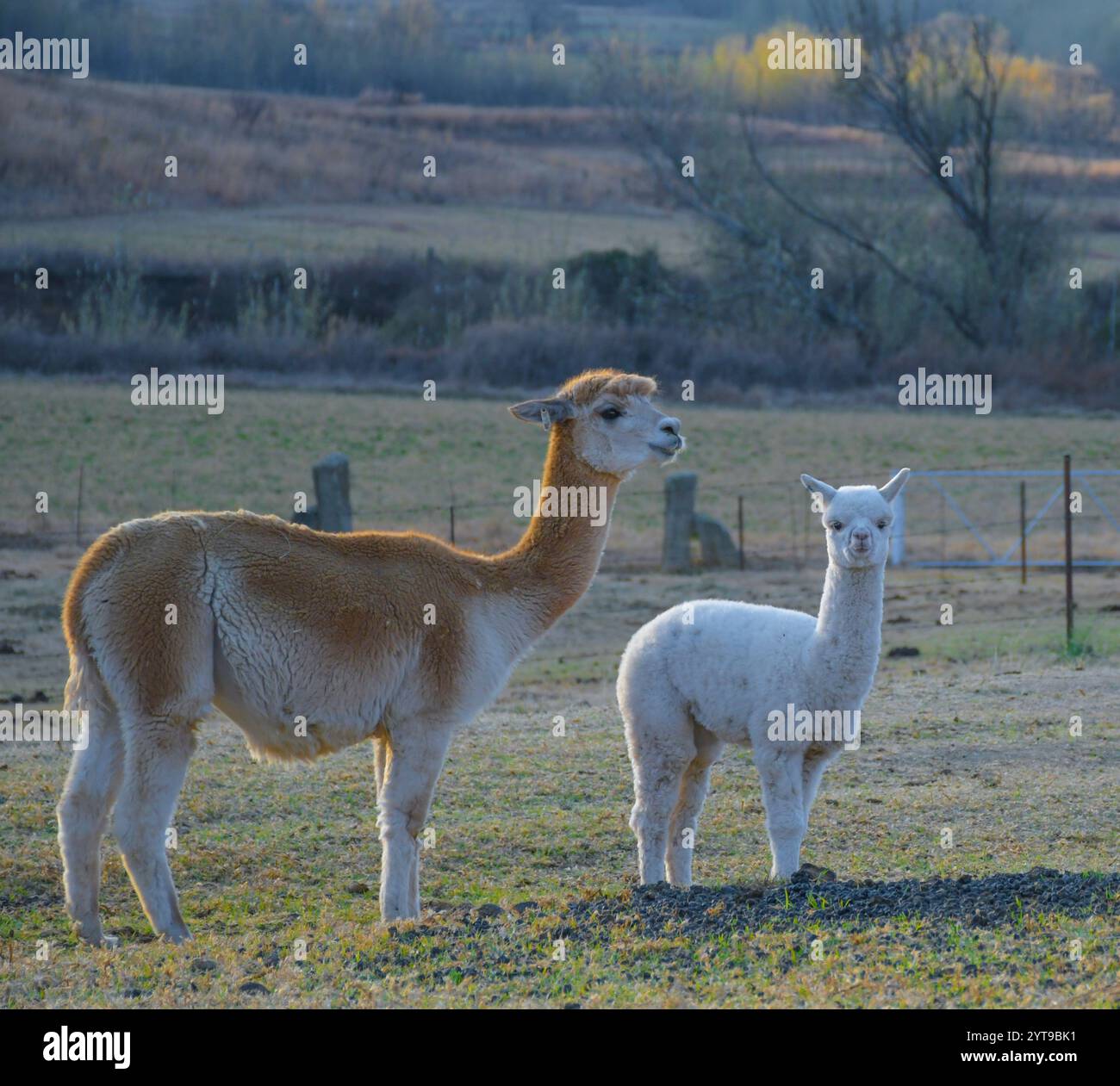 Alpaca farm animal with wool in South Africa Stock Photo - Alamy