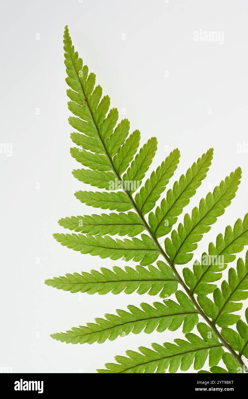 White fern fronds hi-res stock photography and images - Alamy