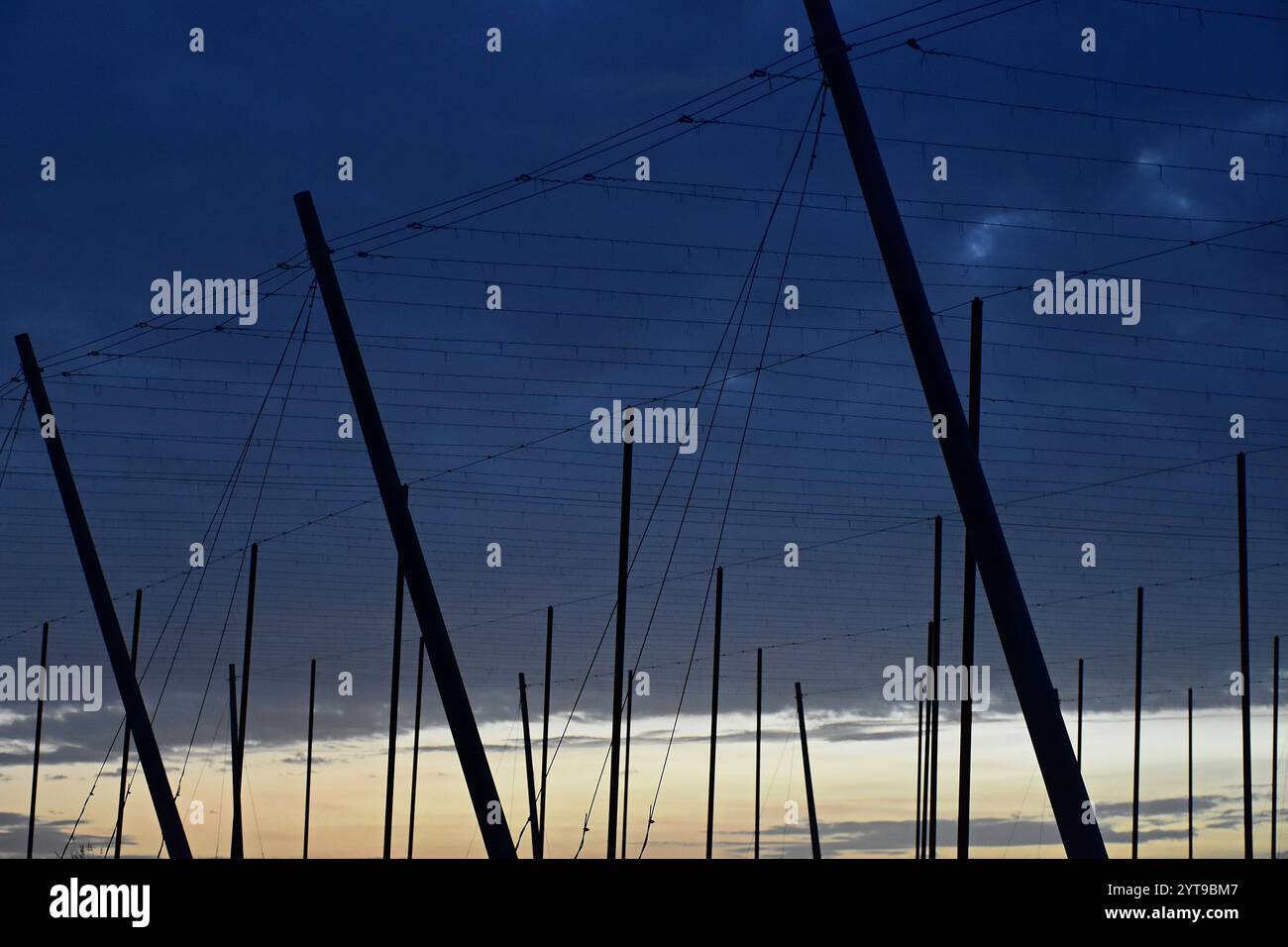 Hop poles hi-res stock photography and images - Alamy