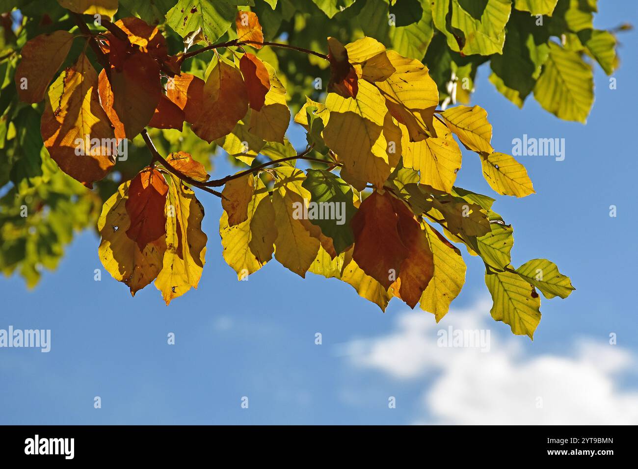 Branch plants against backlight hi-res stock photography and images - Alamy
