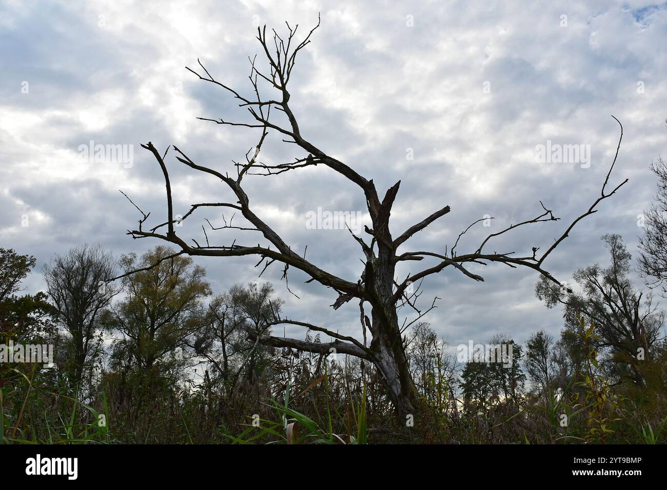 Death tree twig hi-res stock photography and images - Alamy